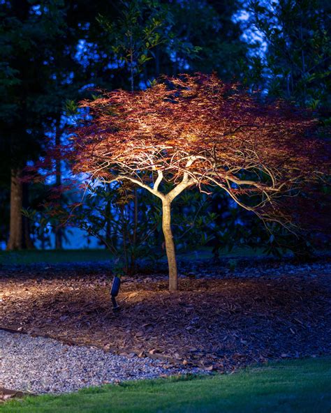 Led Lighting Trees And Landscaping Ideas Illuminate Your Outdoor