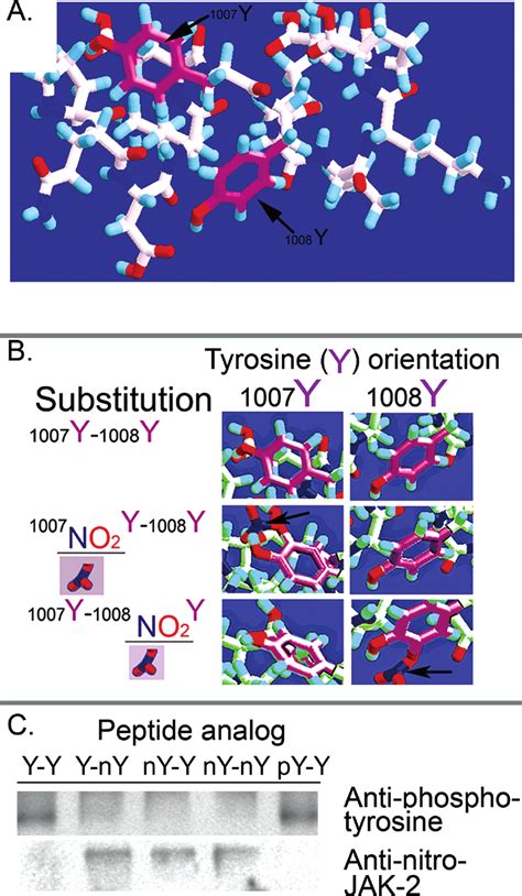 Modeling The Effects Of Specific Tyrosine Nitration At The Tyrosine