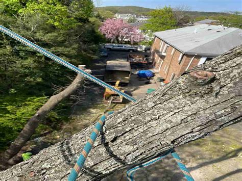 Cabling And Bracing Leo S Tree Service