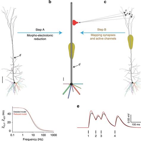 Neuronreduce Enhances The Simulation Speed By Up To Several Hundred