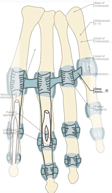 4 4 3 6 Deep Transverse Metacarpal Ligament Radanatomy Wiki Fandom