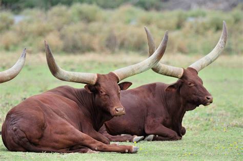 ბერლინის ზოოპარკი