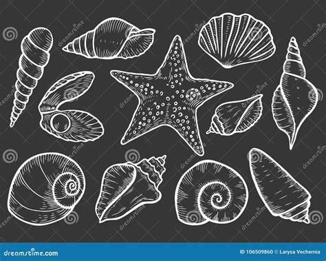 Hand Drawn Seashell Stock Vector Illustration Of Seashell