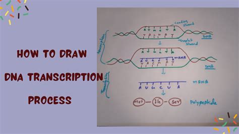 How to draw DNA transcription process in step by step #biologyclasses # ...