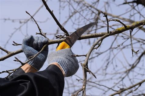Premium Photo Cutting A Tree Branch With A Hand Garden Saw
