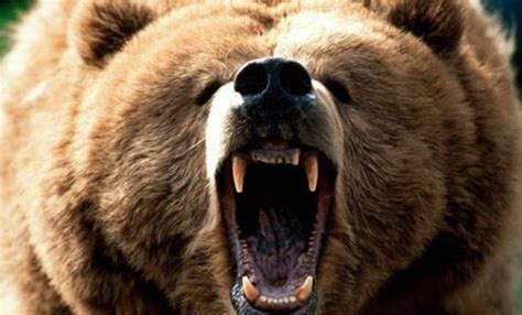 ისინი მსოფლიოს ყველაზე საშიში ცხოველები არიან