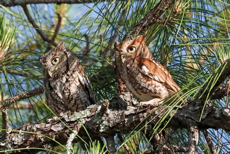 Eastern Vs Western Screech Owl Whats The Difference