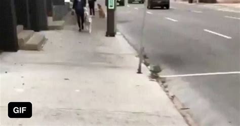 Two Best Friends Run Into Each Other While Out On A Walk 9gag