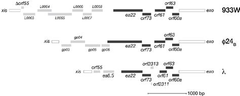 Figure 1 From Molecular Modeling The Proteins From The Exo Xis Region Of Lambda And