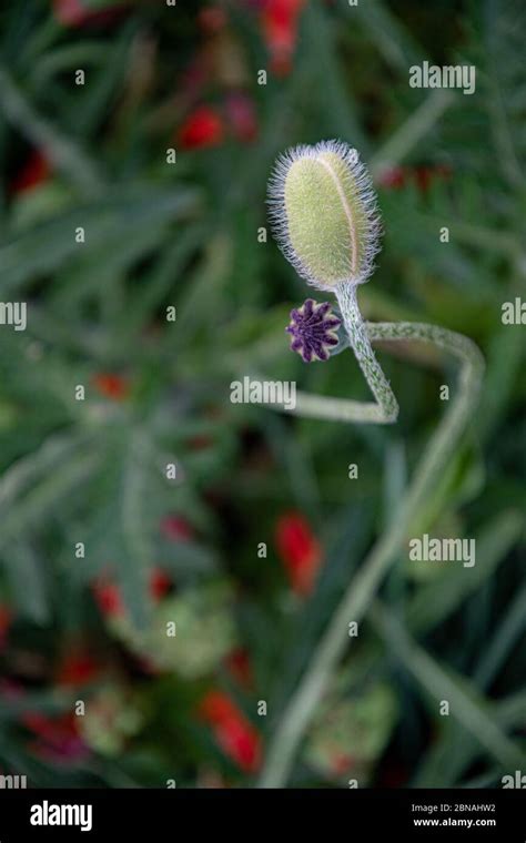 Green Fluffy Buds And Seeds Of Poppy Flower Closeup With Bokeh