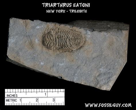 Triarthrus Trilobite Fossils Facts And Information About The