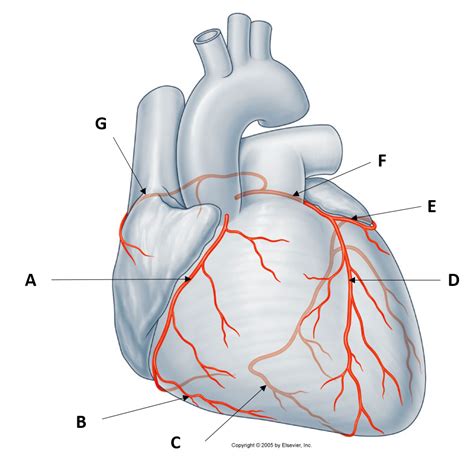 Diagram Of Artery Quizlet