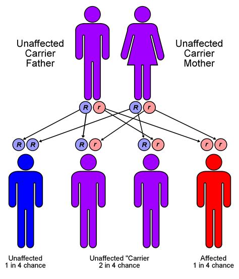 sources of genetic variation boundless anatomy and physiology