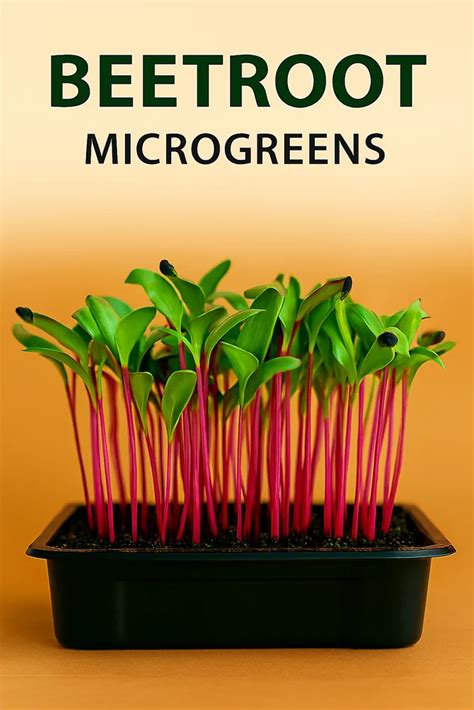Beetroot Microgreens Seeds 1 Kg Open Pollinated Non Gmo At ₹ 800kg