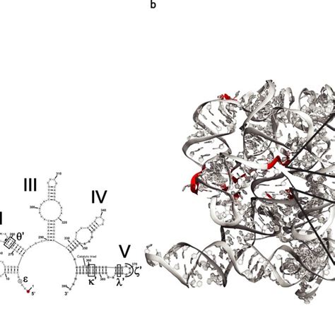 Tb Seq Of Oi Intron Detects Long Range Evolutionarily Conserved Download Scientific Diagram
