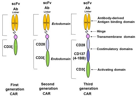 Different Subsets Of T Cells Memory Effector Functions And Car T