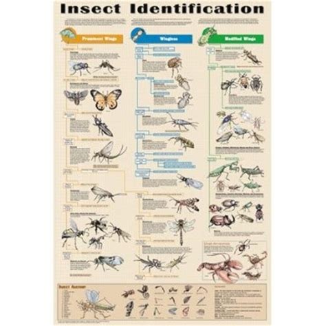 24x36 Insect Identification Educational Science Chart Poster Insect