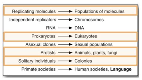 Biology Year 1 Ecology And Evolution Hilary Term Major Evolutionary Transitions Ashleigh