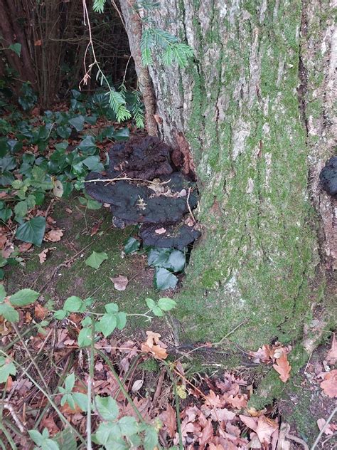 Fungus On Oak Tree Fungi Pictures Arbtalk The Social Network For Arborists