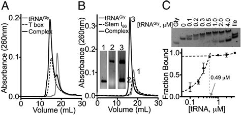 T Box Rna Decodes Both The Information Content And Geometry Of Trna To Affect Gene Expression Pnas