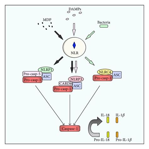 The Inflammasome Pathway Depending On The Type Of Stimulus And The