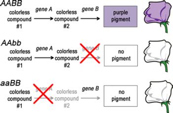 5 2 Complementation Tests And Allelism Introduction To Genetics