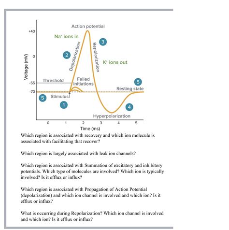 [solved] Please Answer Action Potential 40 Nations In 3 O 2 Depolarization Course Hero