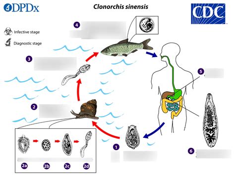 Clonorchis Sinensis Life Cycle Diagram Quizlet