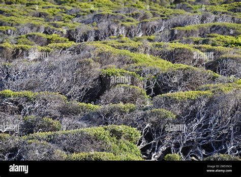 Interesting Abstract Pattern In Nature With Coastal Shrubs And Trees