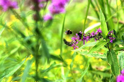 Bubmlebee Stock Image Image Of Grass Bubmlebee Flying 95786745