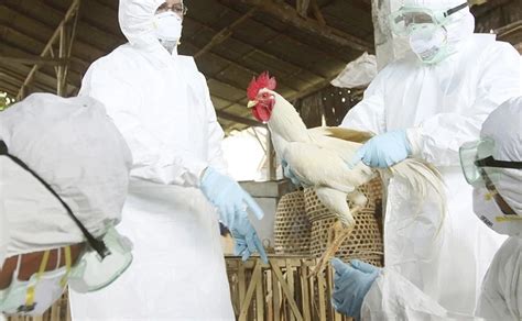 Se Confirma Caso De Influenza Aviar Ah5n1 En Texas