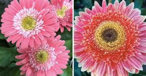 Bicolored Flowers: A Comprehensive Guide | GardeningLeave