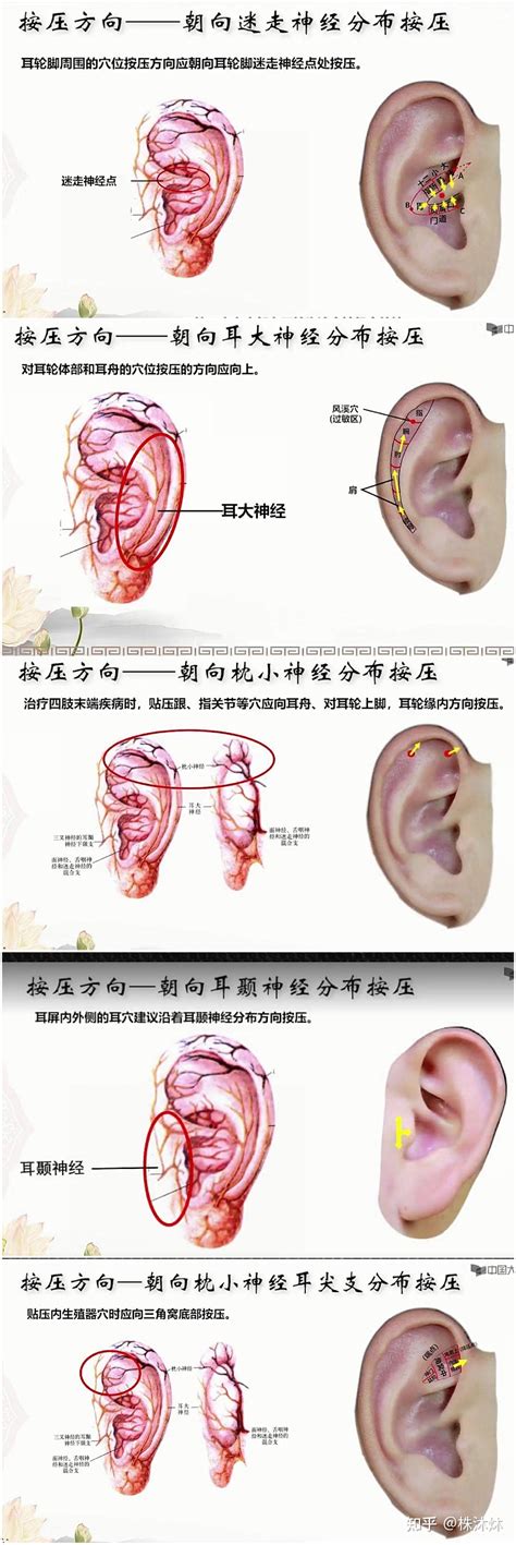 耳穴贴压法 知乎
