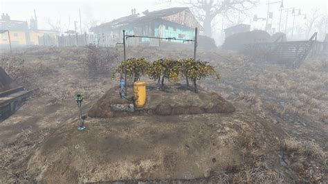Mutfruit Mud Farm By Kinggath Sim Settlements Wiki