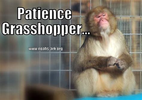 Patience Grasshopper Lol Meme Noahsark Noahs Ark Animals