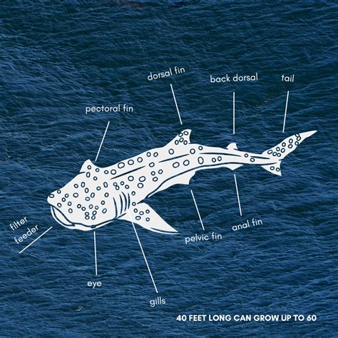 Is A Whale Shark A Whale Or A Shark Whale And Dolphin Conservation Usa
