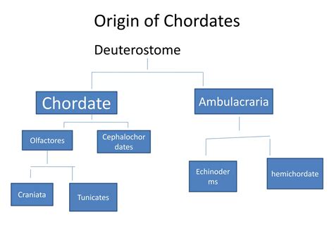 Origin Of Chordata Pptx