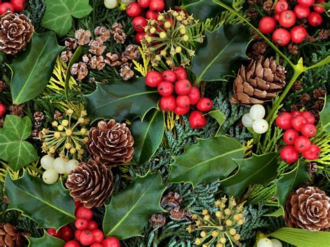 How To Grow A Classic Christmas Pair Holly And Ivy History Gardening
