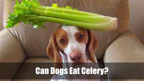 Can Dogs Eat Celery Is It Good For Dogs Vet Ranch
