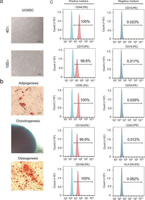Biological Characterization Of Ucmscs A Representative Morphology