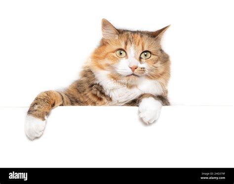 Fuzzy Edge Cut Out Stock Images And Pictures Alamy