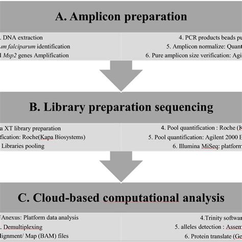 Experimental Workflow From Amplicon Preparation To Data Analysis With