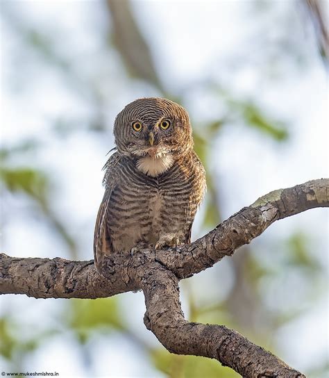 Ml604281931 Jungle Owlet Macaulay Library