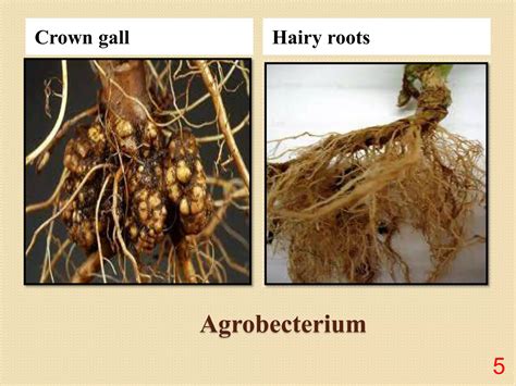 Management Strategies Of Phytopathogenic Prokaryotes Pptx
