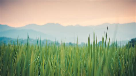 Hd Grass Wallpaper