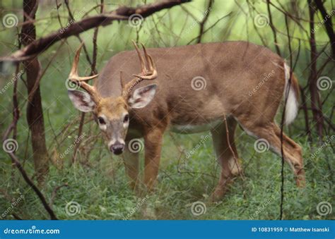 10 Pointer In Heavy Cover Stock Image Image Of Deer 10831959