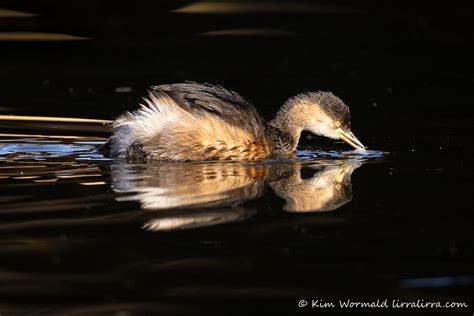 Australasian Grebe « Lirralirra