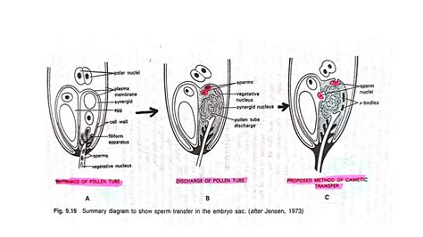 Double Fertilization In Angiosperms Pdf