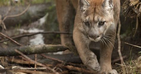 Troutdale Residents Report Cougar Sightings At Local Parks News