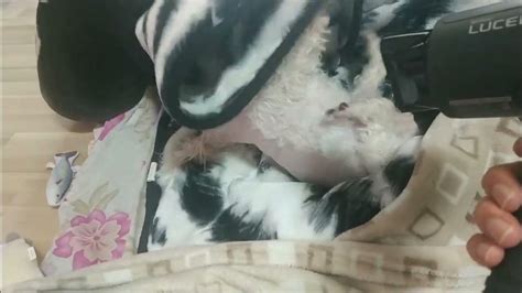 똥꼬발랄 내가닦개🐺🐩 Youtube